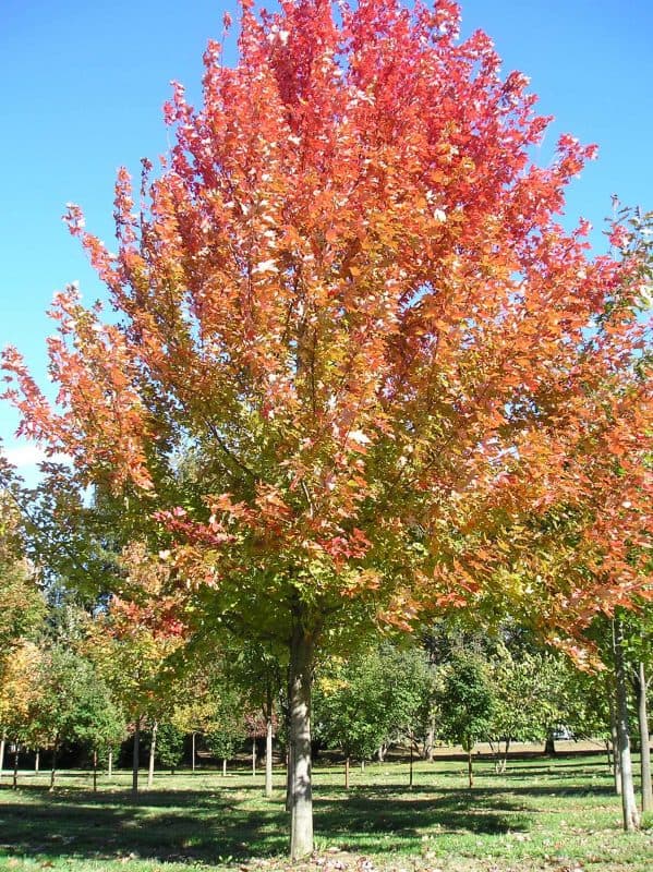 Planting Deciduous Trees & Shrubs in Fall | Root's Nurseries