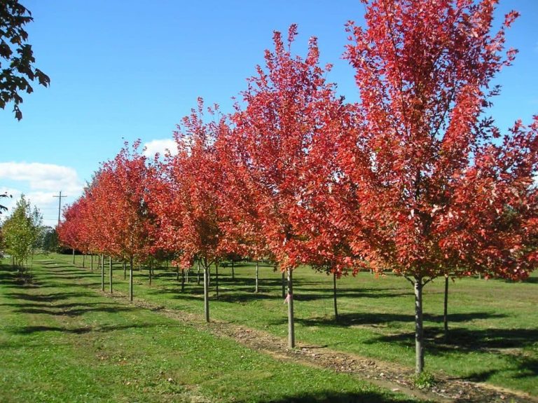 Fall Color: Enhancing Your Landscape with Deciduous Trees