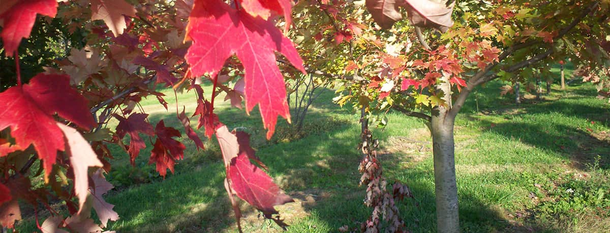 Lancaster County Landscaping Company | Field Grown Trees